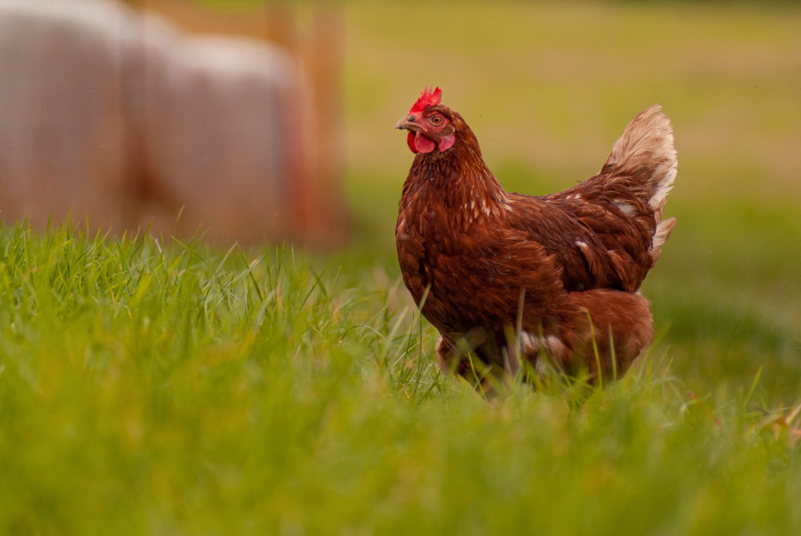 Tenjo ofrece curso Manejo de Aves de Producción - Periódico La Tribuna